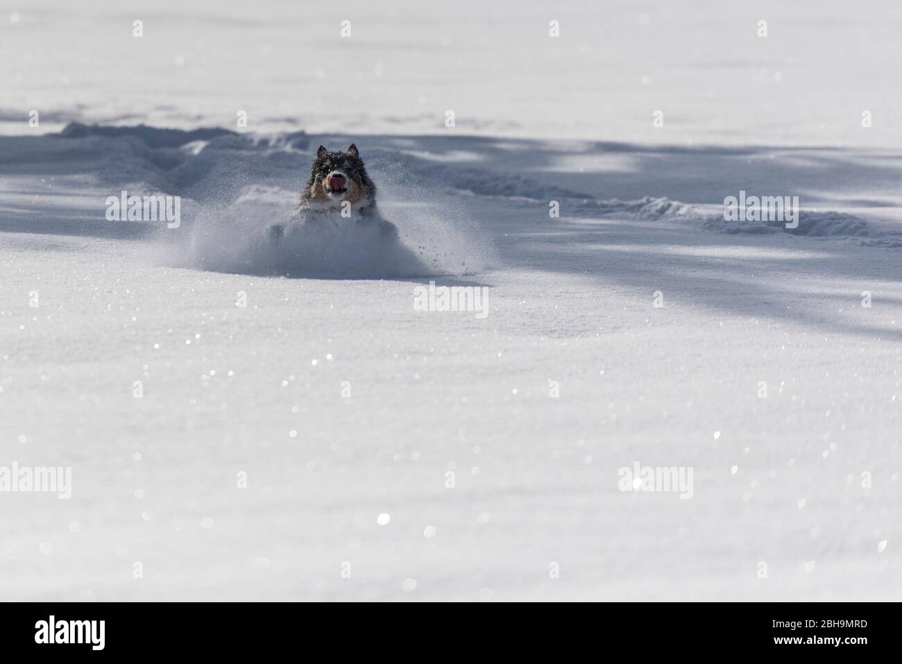 Dog in deep snow Stock Photo - Alamy