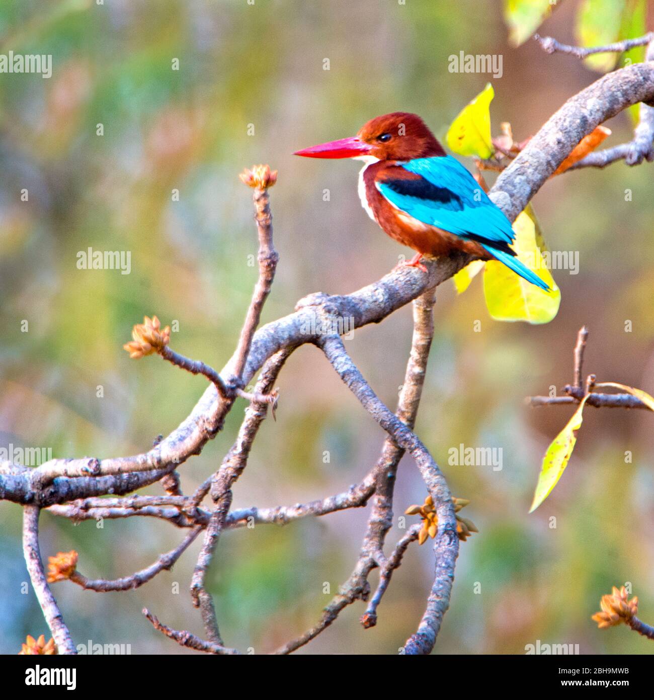 India plant tree hi-res stock photography and images - Alamy