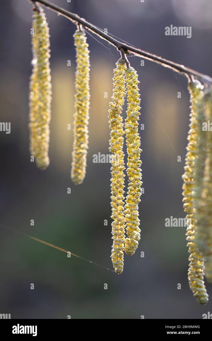 Hazel blossom hi-res stock photography and images - Alamy