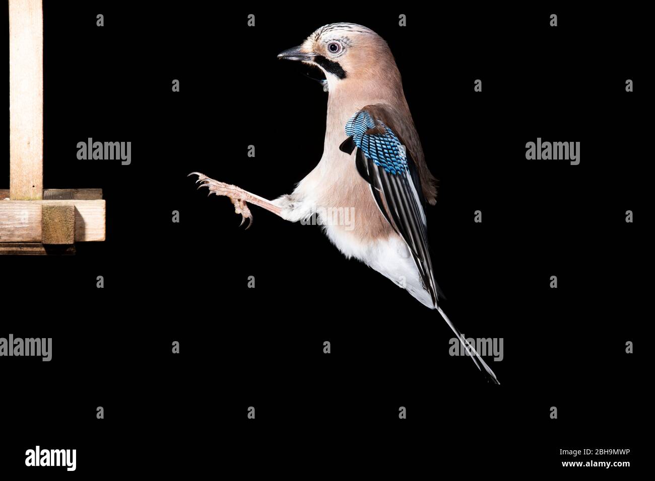 Eurasian jay flying hi-res stock photography and images - Alamy
