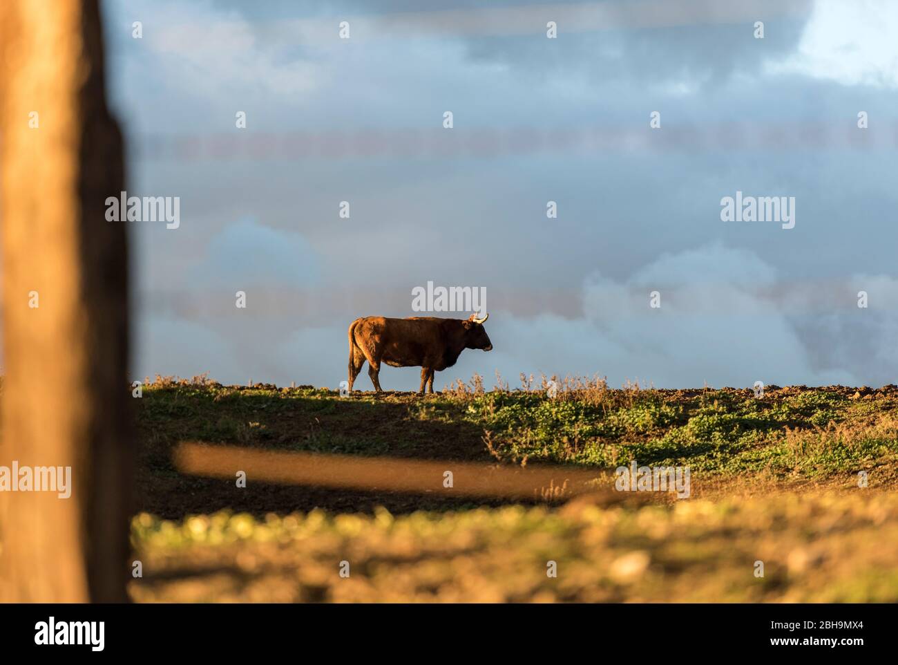 Desert cattle hi-res stock photography and images - Alamy