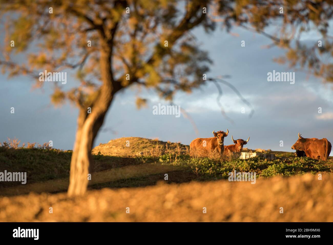 Desert cattle hi-res stock photography and images - Alamy