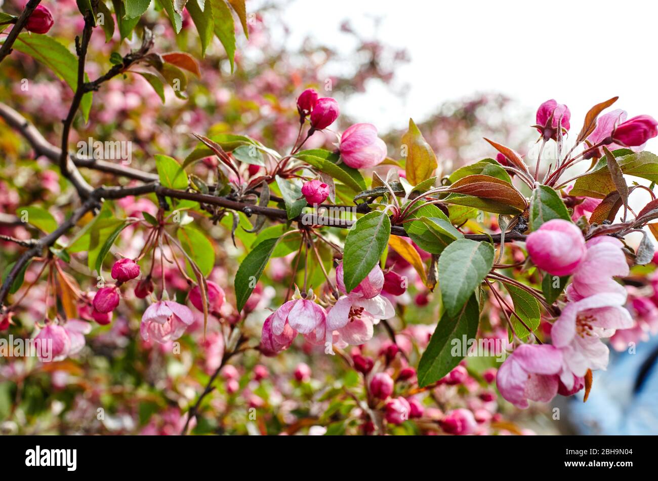 Blossoming red flowers and leaves of the paradise apple trees.Flowering ...