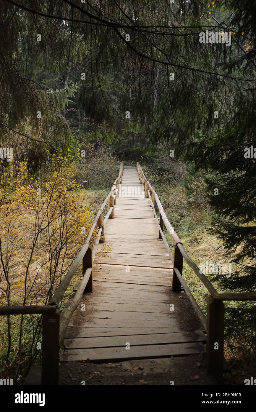 wooden footbridge with handrails in the forest, summer time. Tourist ...