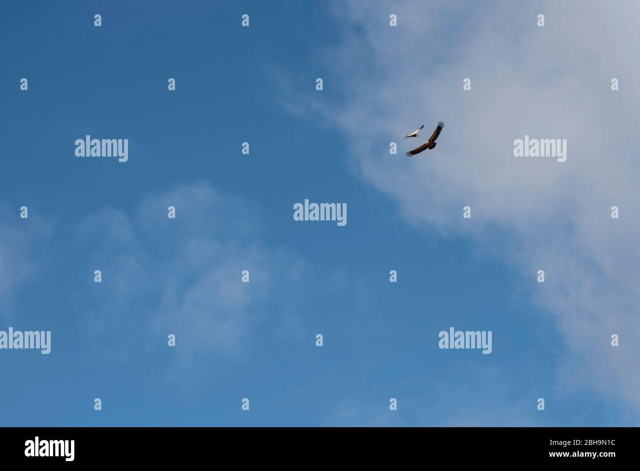Sky birds hi-res stock photography and images - Alamy