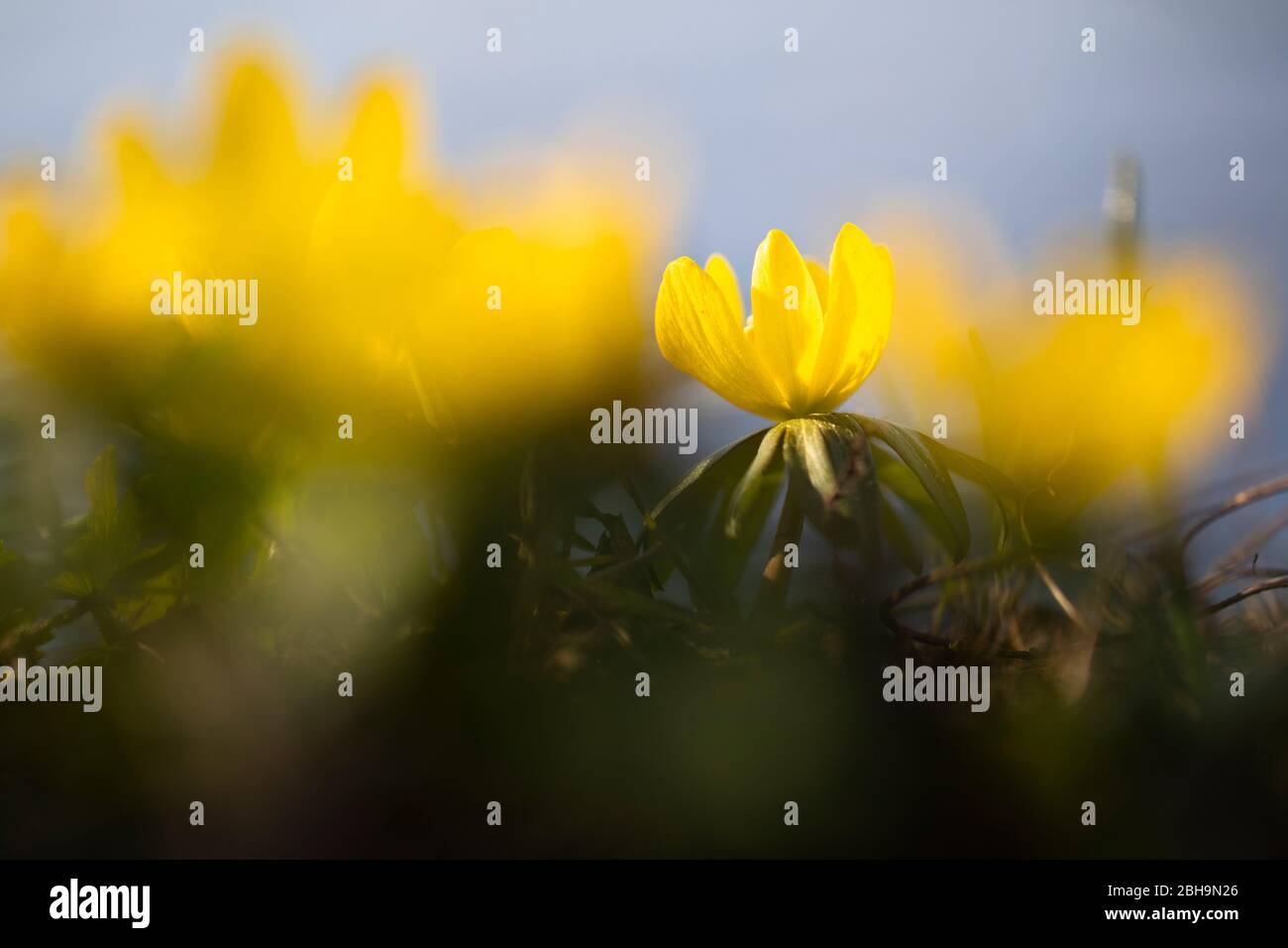 Winterling, Eranthis hyemalis, blossom Stock Photo - Alamy