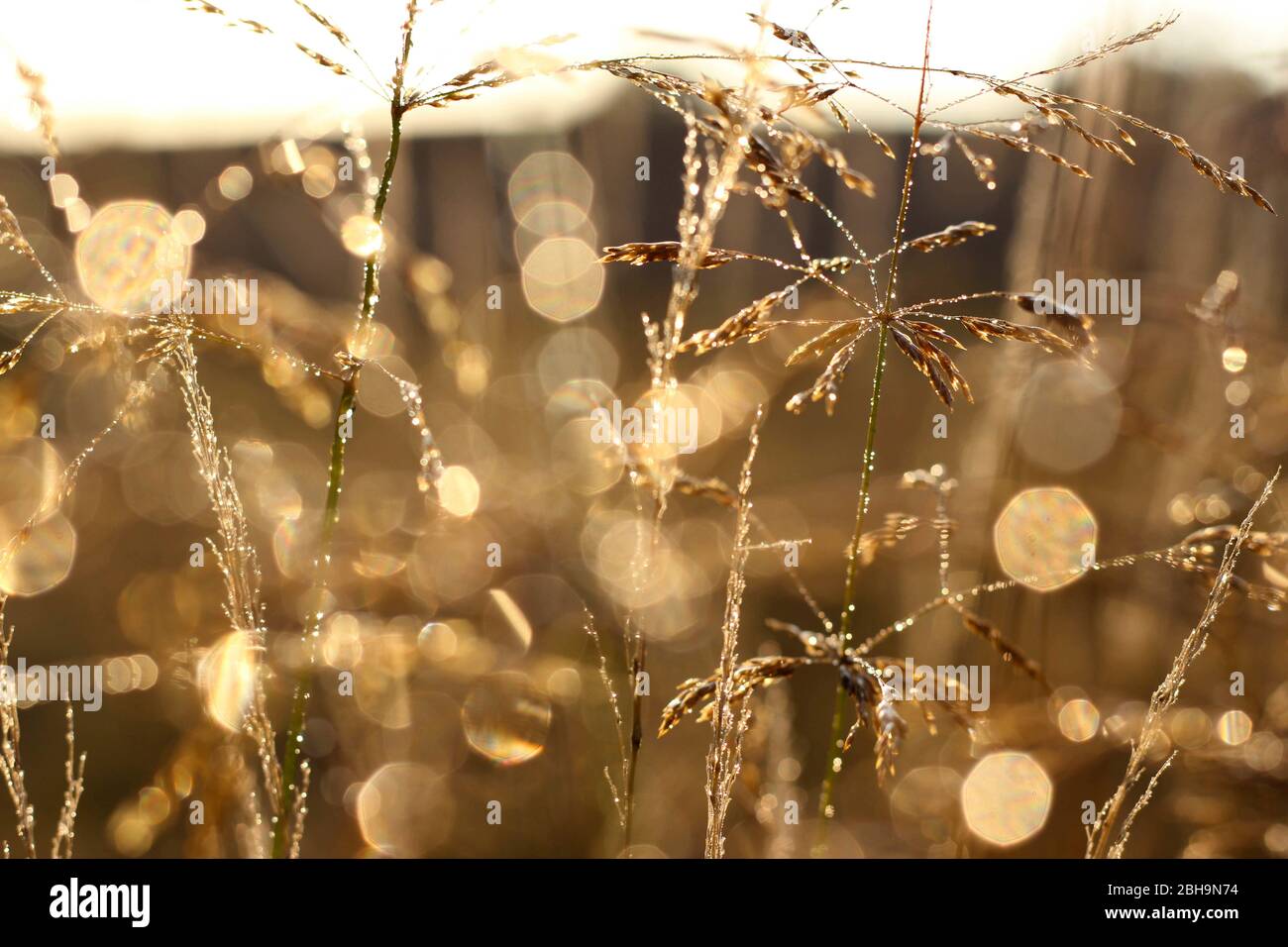 Wispy grasses hi-res stock photography and images - Alamy