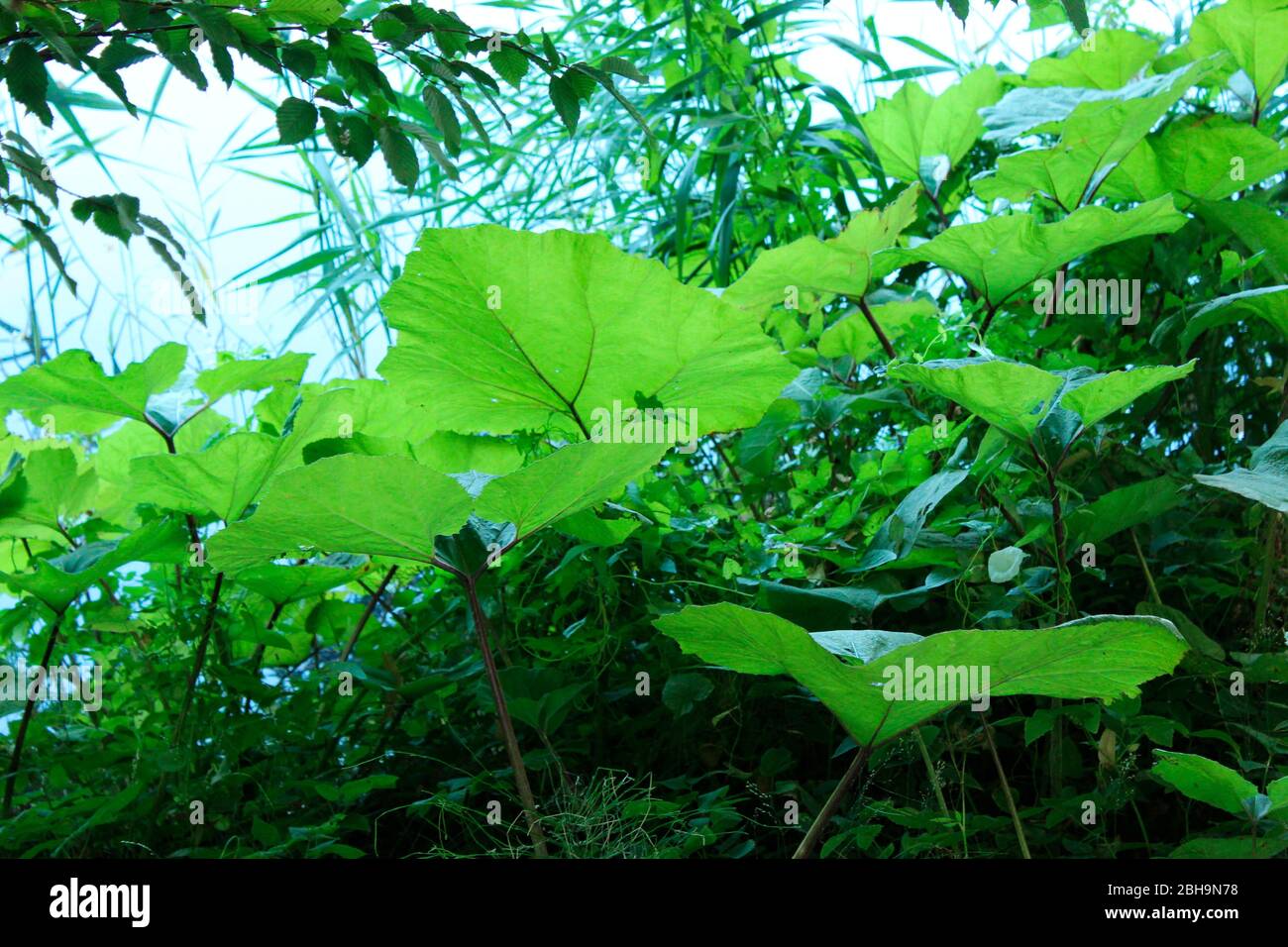 Lake, shore, plants Stock Photo - Alamy
