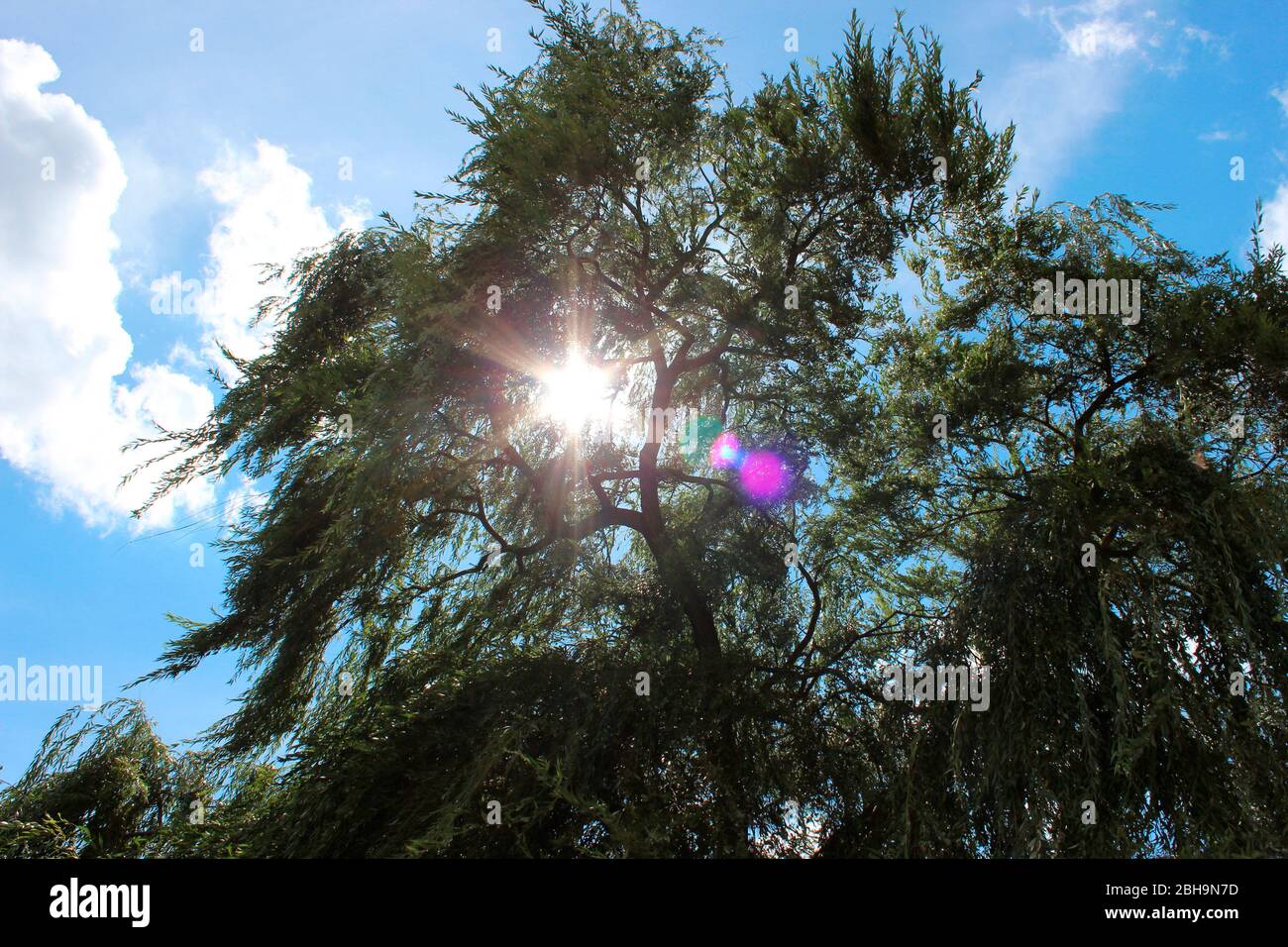Sun sky show through tree hi-res stock photography and images - Alamy