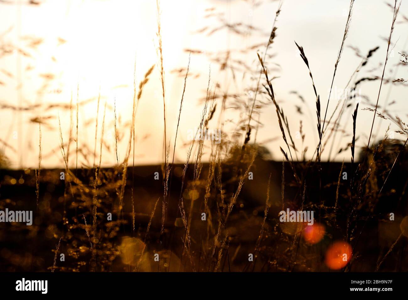 Backlight and gold environment hi-res stock photography and images - Alamy