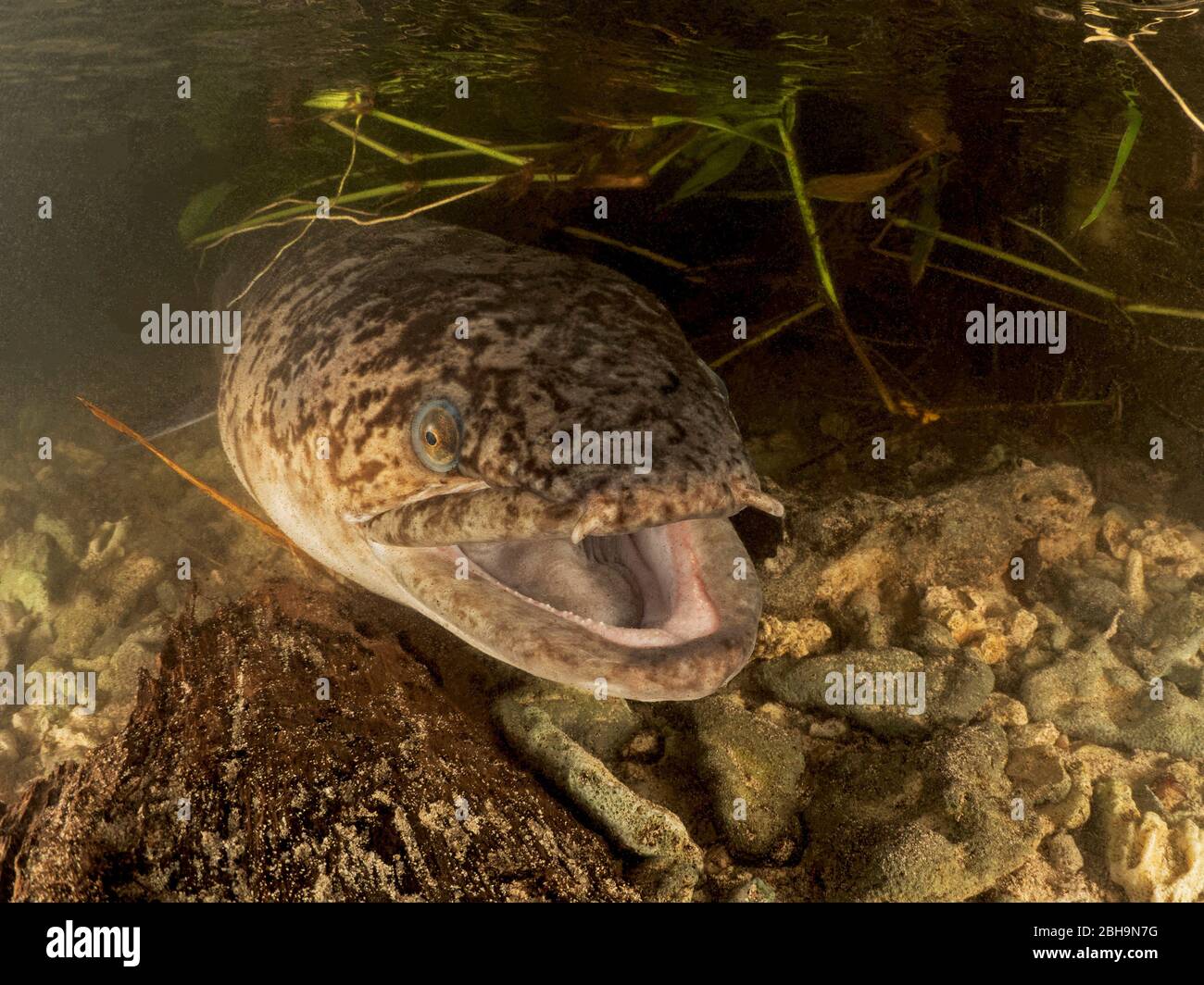 Eel body hi-res stock photography and images - Alamy