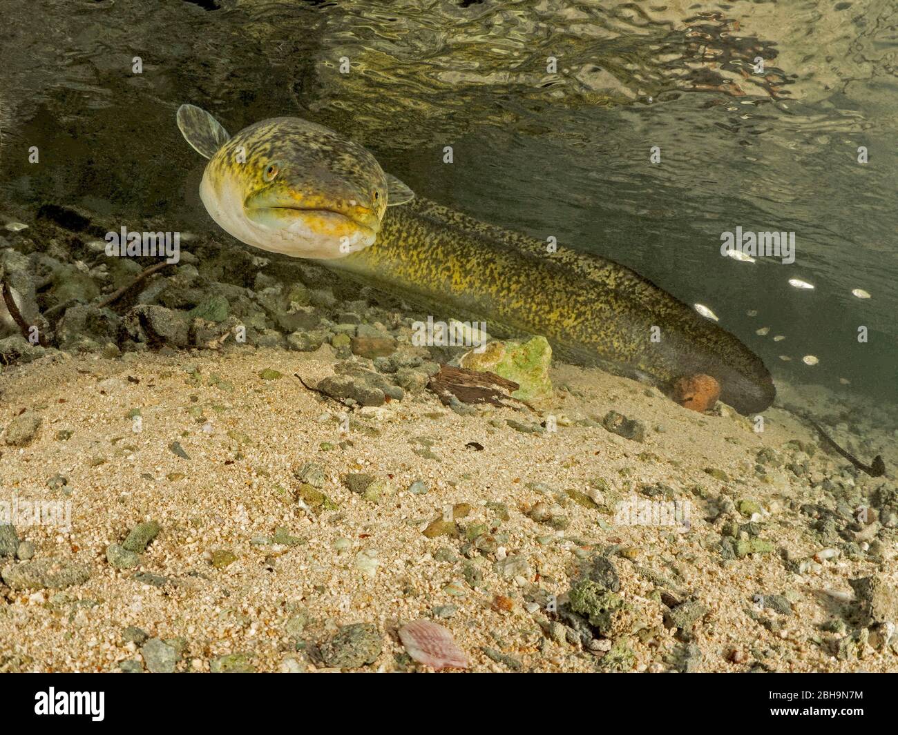 Eel body hi-res stock photography and images - Alamy