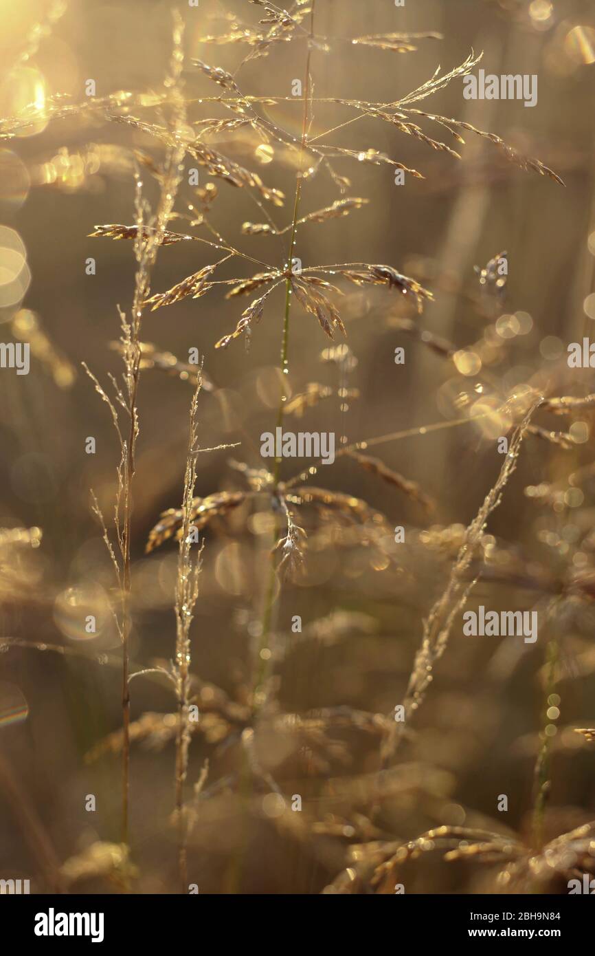 Wispy grasses hi-res stock photography and images - Alamy