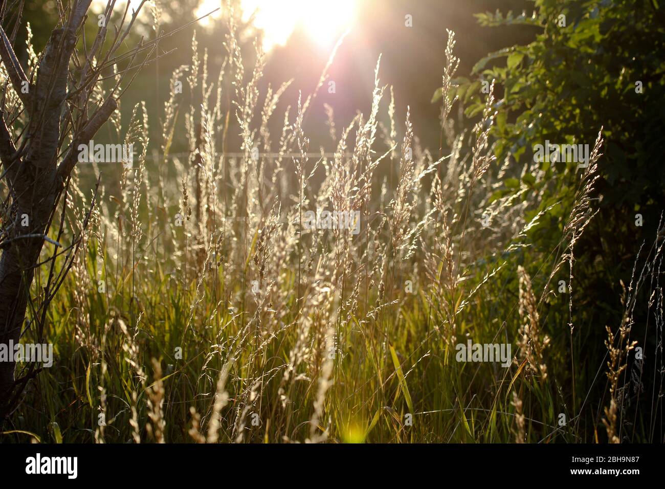 Light coloured grasses hi-res stock photography and images - Alamy