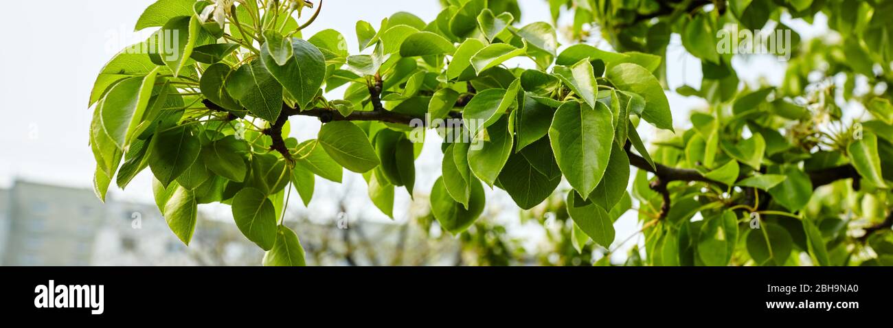 Beautiful green pear leaves on branch.Flowering pear tree.Fresh spring ...