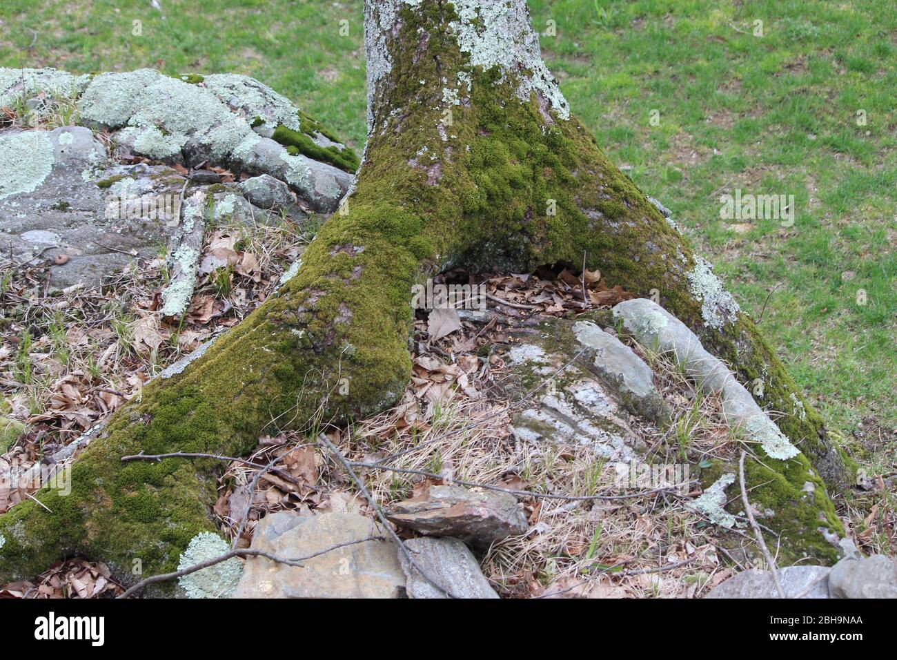 Tree growing around it hi-res stock photography and images - Alamy