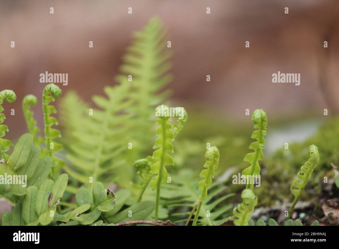 Polypody Ferns High Resolution Stock Photography and Images - Alamy