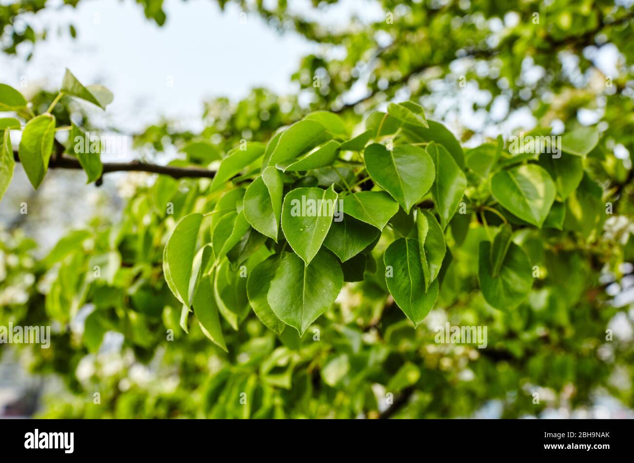 Pear shape leaves hi-res stock photography and images - Alamy