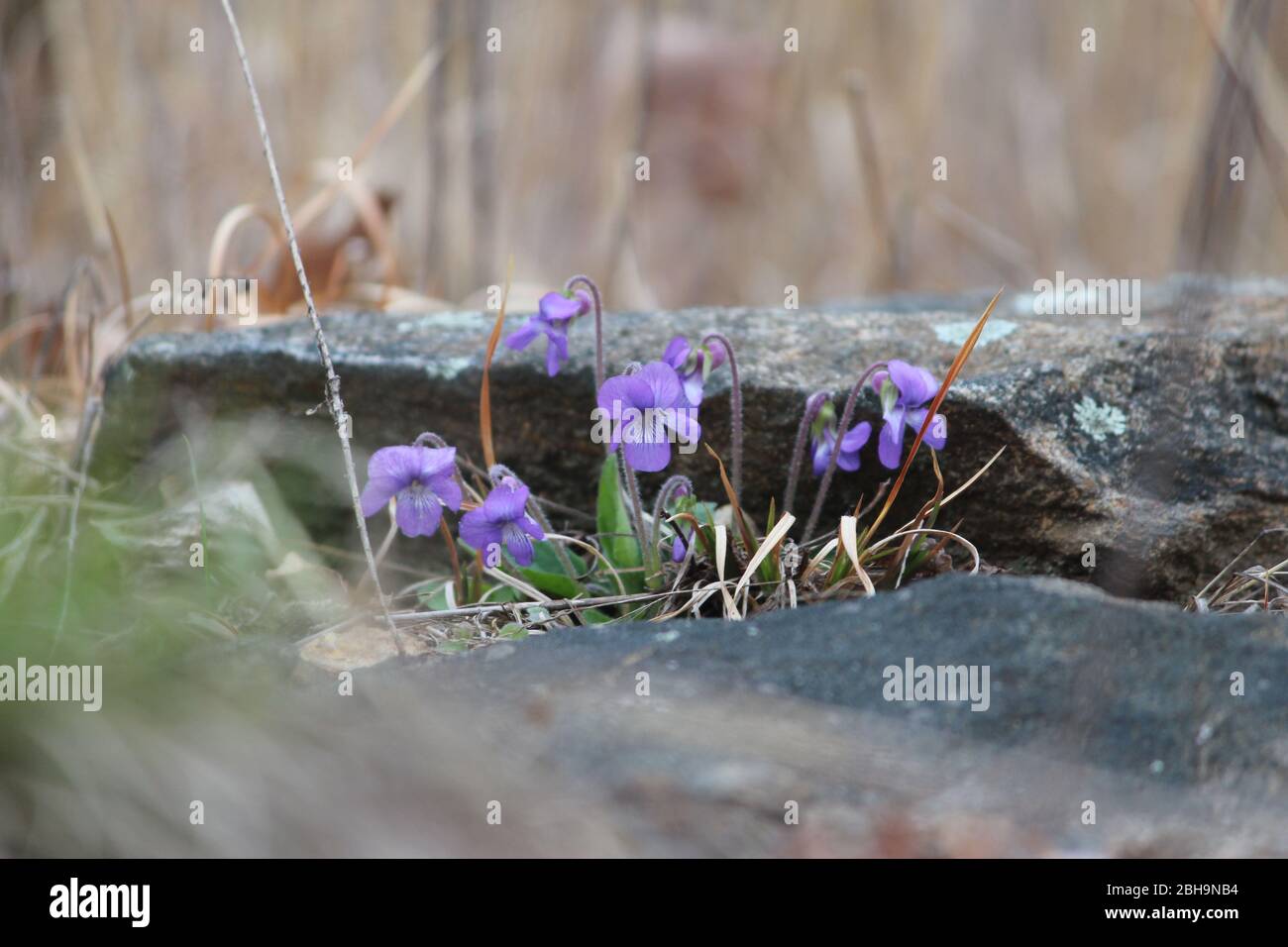 Violets spring flowers hi-res stock photography and images - Alamy