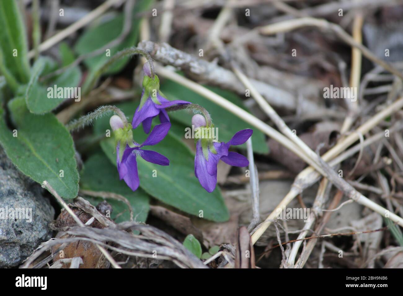 Violets spring flowers hi-res stock photography and images - Alamy