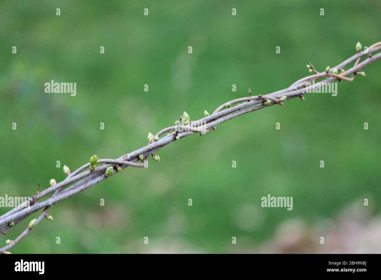 Twisted vine hi-res stock photography and images - Alamy