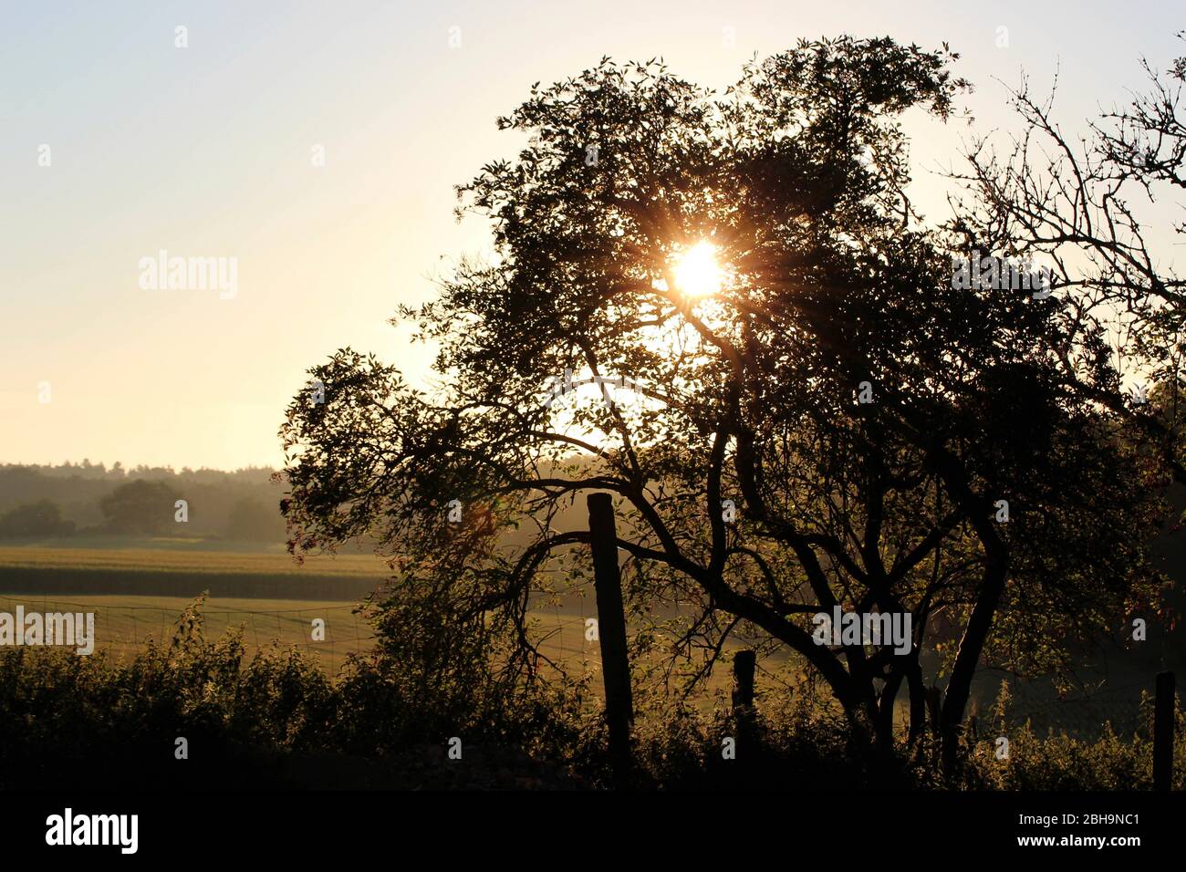 Tree, field, sunrise Stock Photo - Alamy