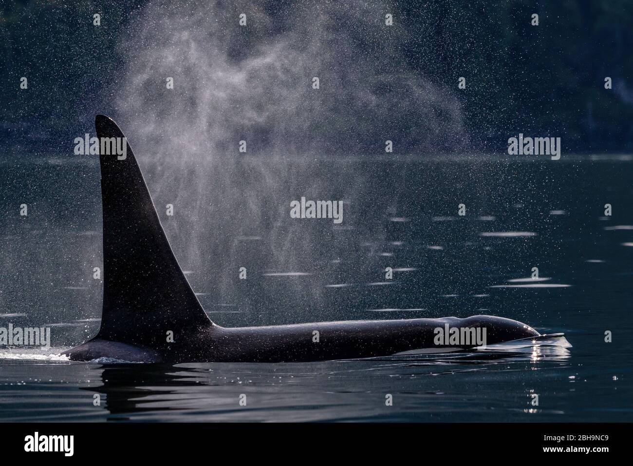 Killer Whale Dorsal Fin High Resolution Stock Photography and Images ...