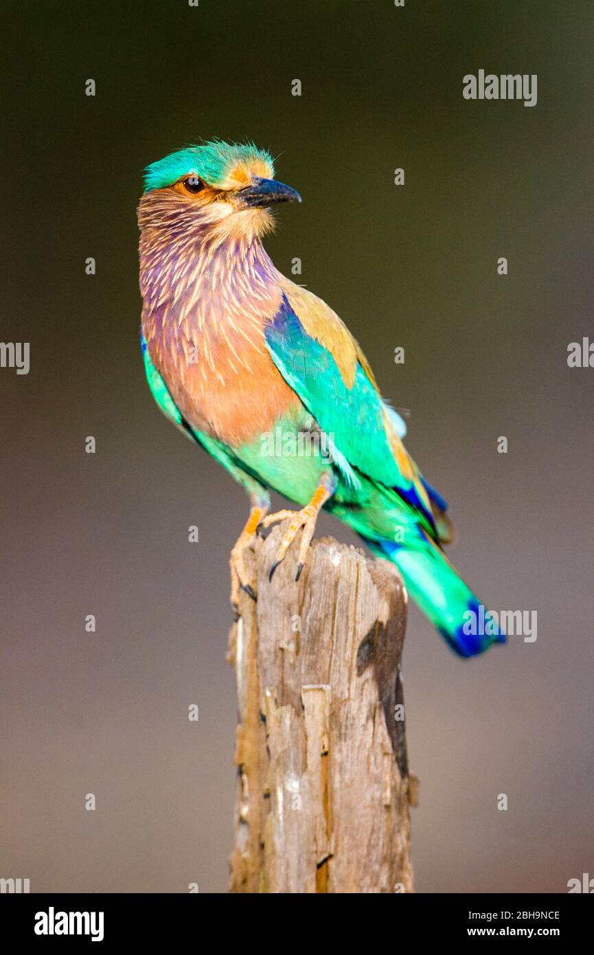 India wild bird hi-res stock photography and images - Alamy