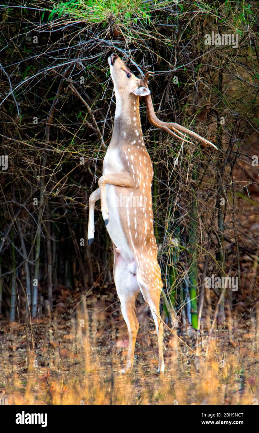 Spotted deer india hi-res stock photography and images - Alamy