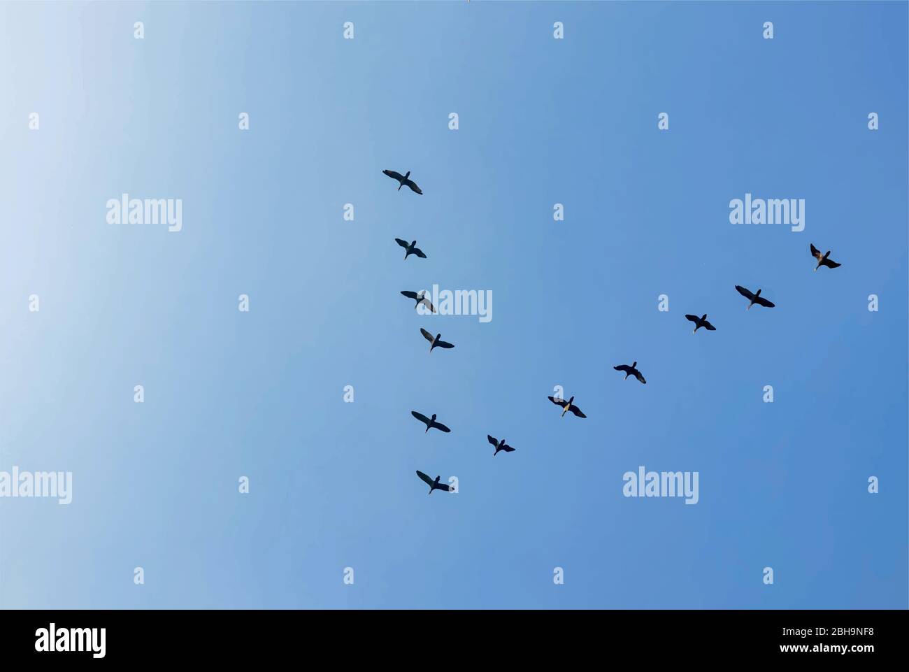 Migrating flock of birds Stock Vector Images - Alamy