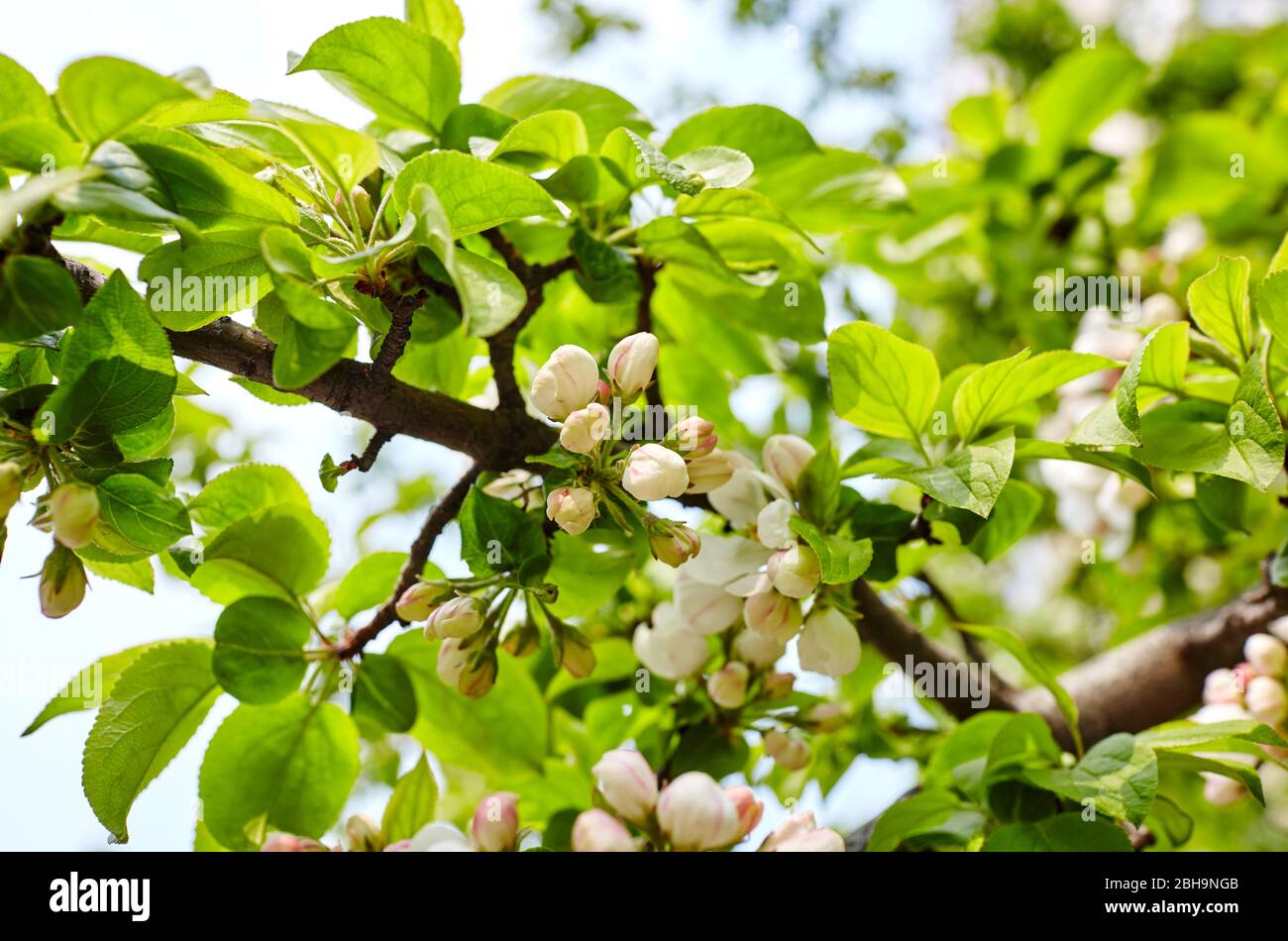 Beautiful white apple blossom.Flowering apple tree.Fresh spring ...