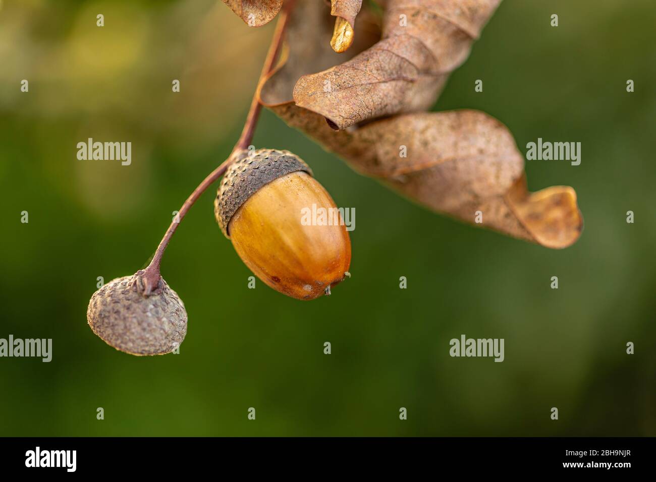The fruit of the oak (Quercus), two acorns and oak leaves, close-up ...