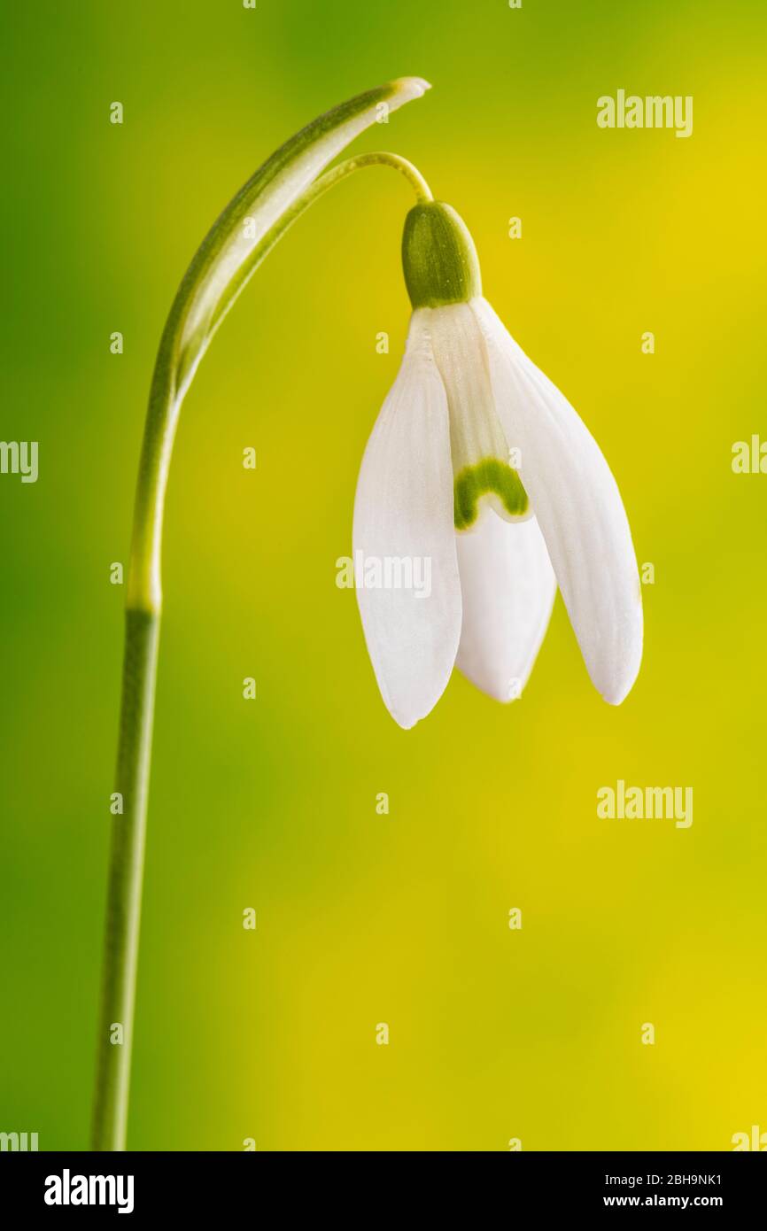 Snowdrop, Galanthus nivalis, blossom Stock Photo - Alamy