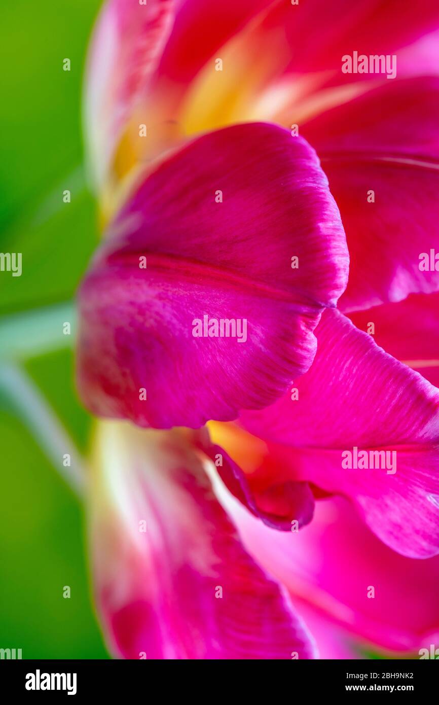 Time out tulip hi-res stock photography and images - Alamy