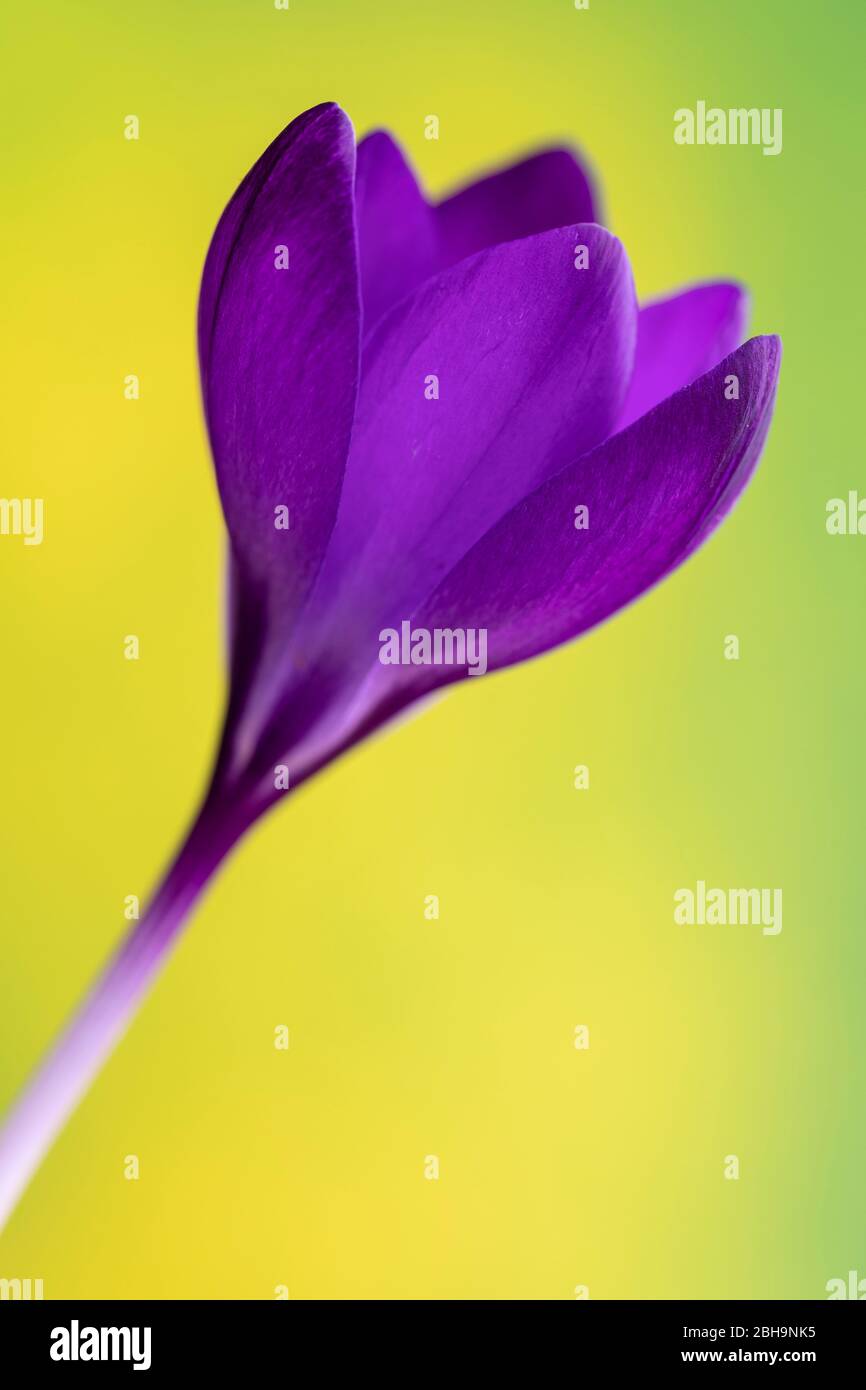 Purple crocus blooms hi-res stock photography and images - Alamy