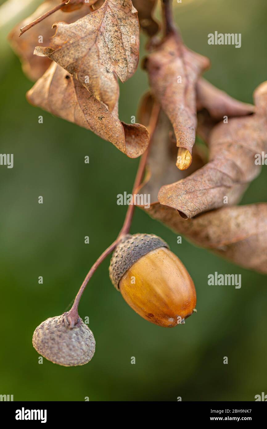 The fruit of the oak (Quercus), two acorns and oak leaves, close-up ...