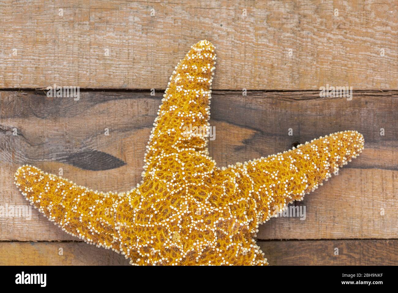 Maritime table decoration, flotsam, starfish Stock Photo - Alamy