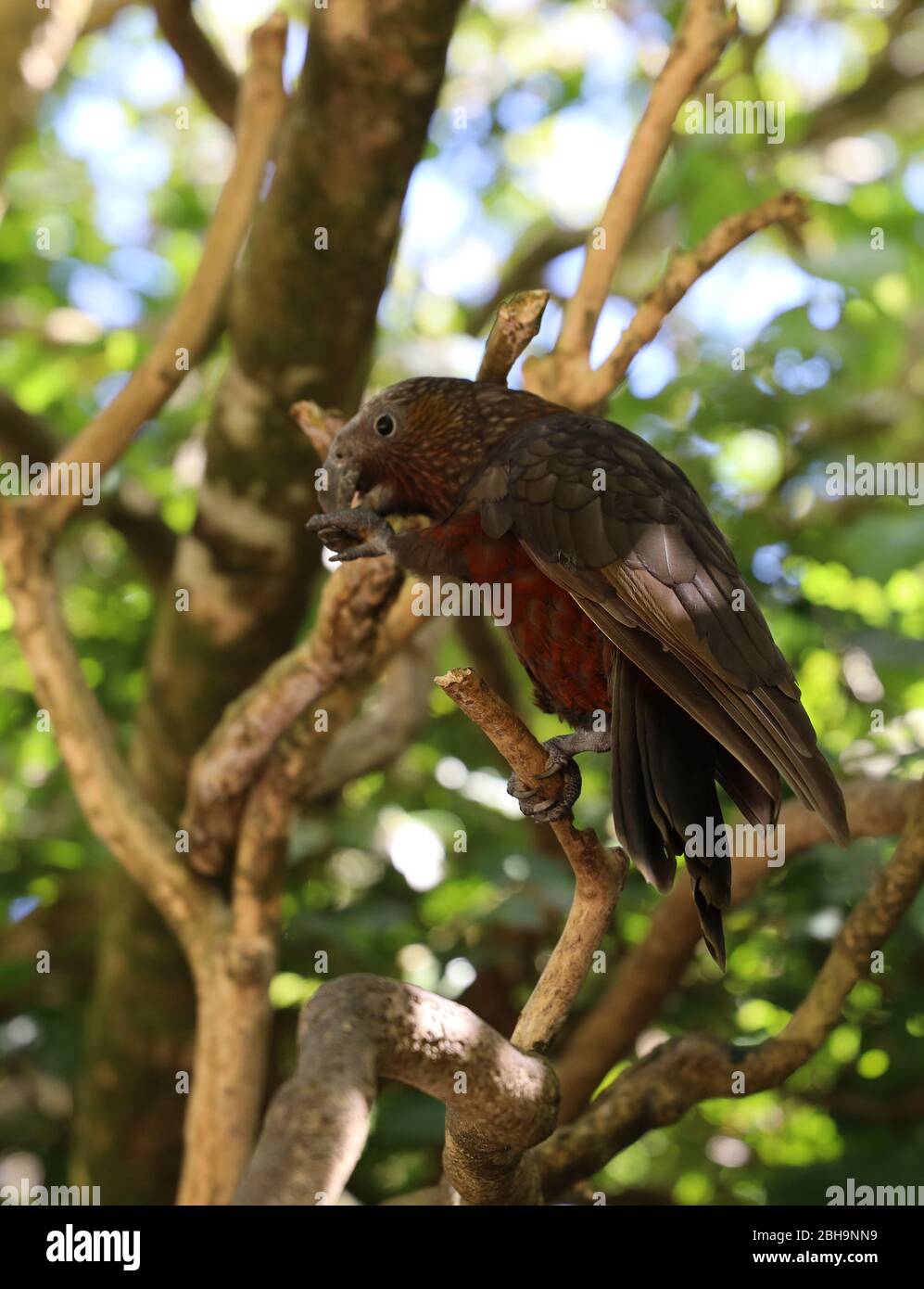 Kaka. Intelligent parrot- Nestor meridionalis in the bush of Zealandia ...