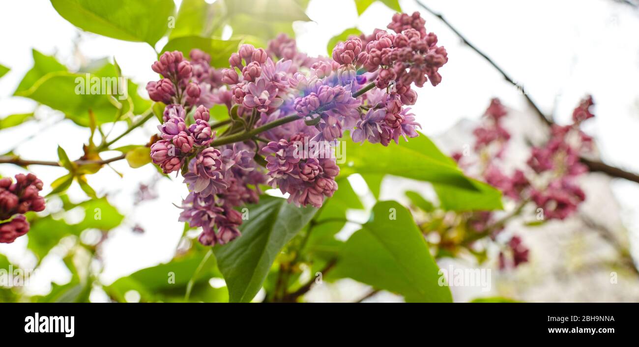 Beautiful lilac blossom.Flowering lilac tree.Fresh spring background on ...