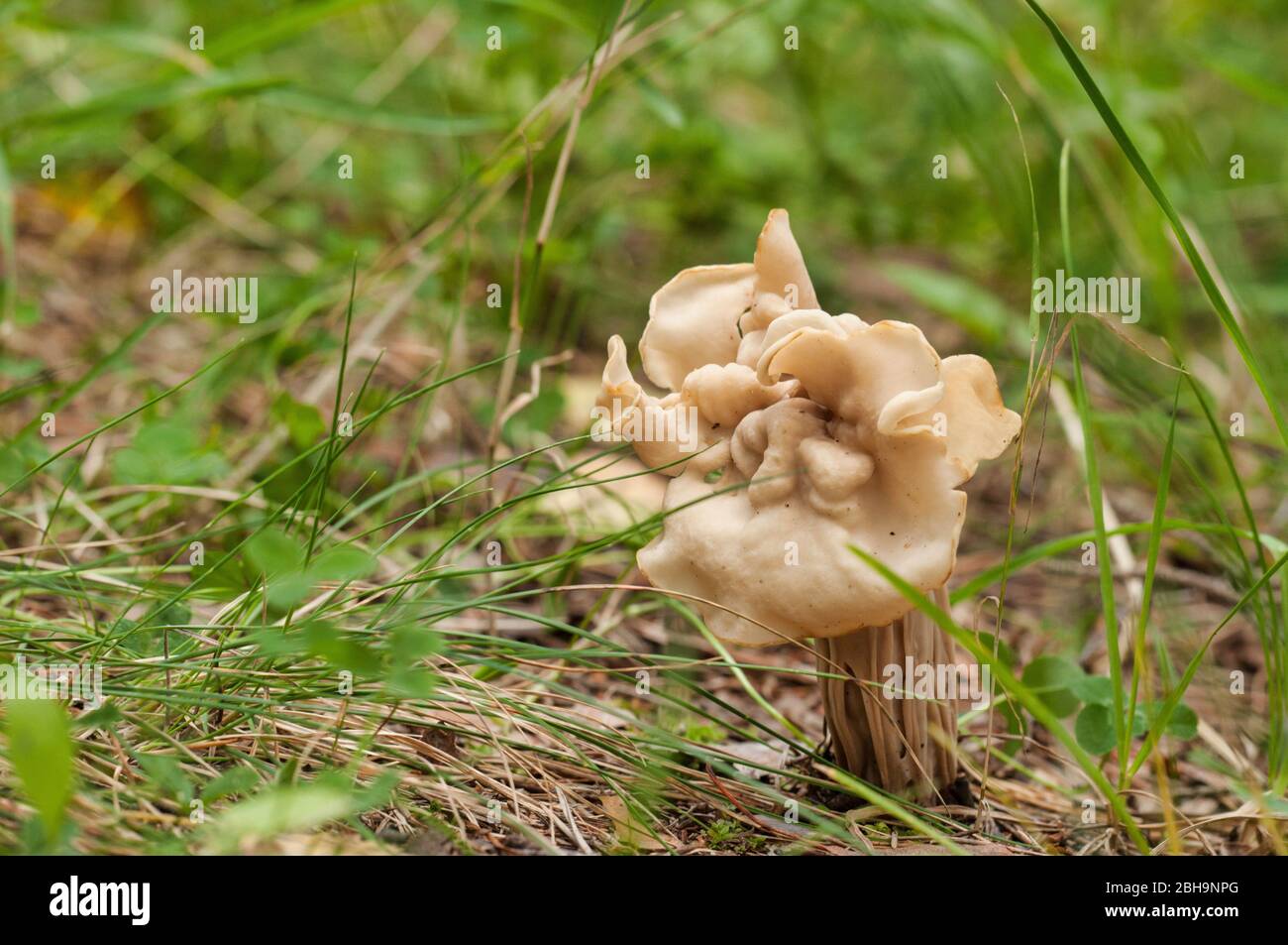 common helvel, Helvella crispa, in the grass, Brandenburg, Germany ...
