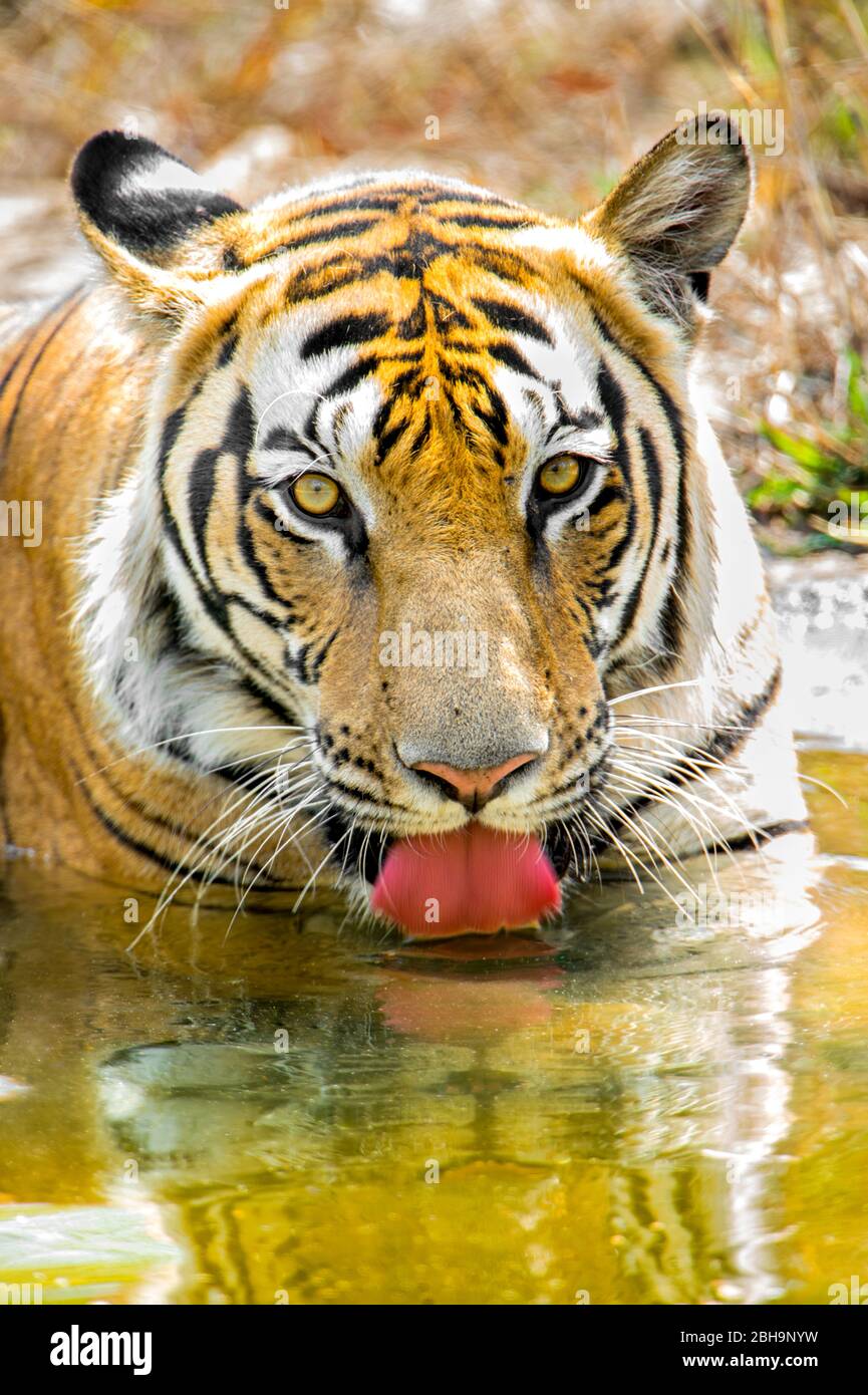 Tiger drinking water hi-res stock photography and images - Alamy