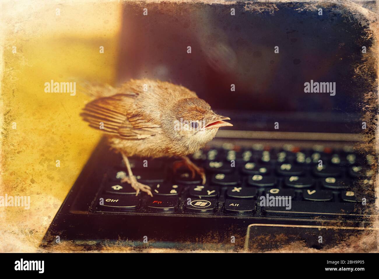 Old vintage buttons frame border hi-res stock photography and images ...