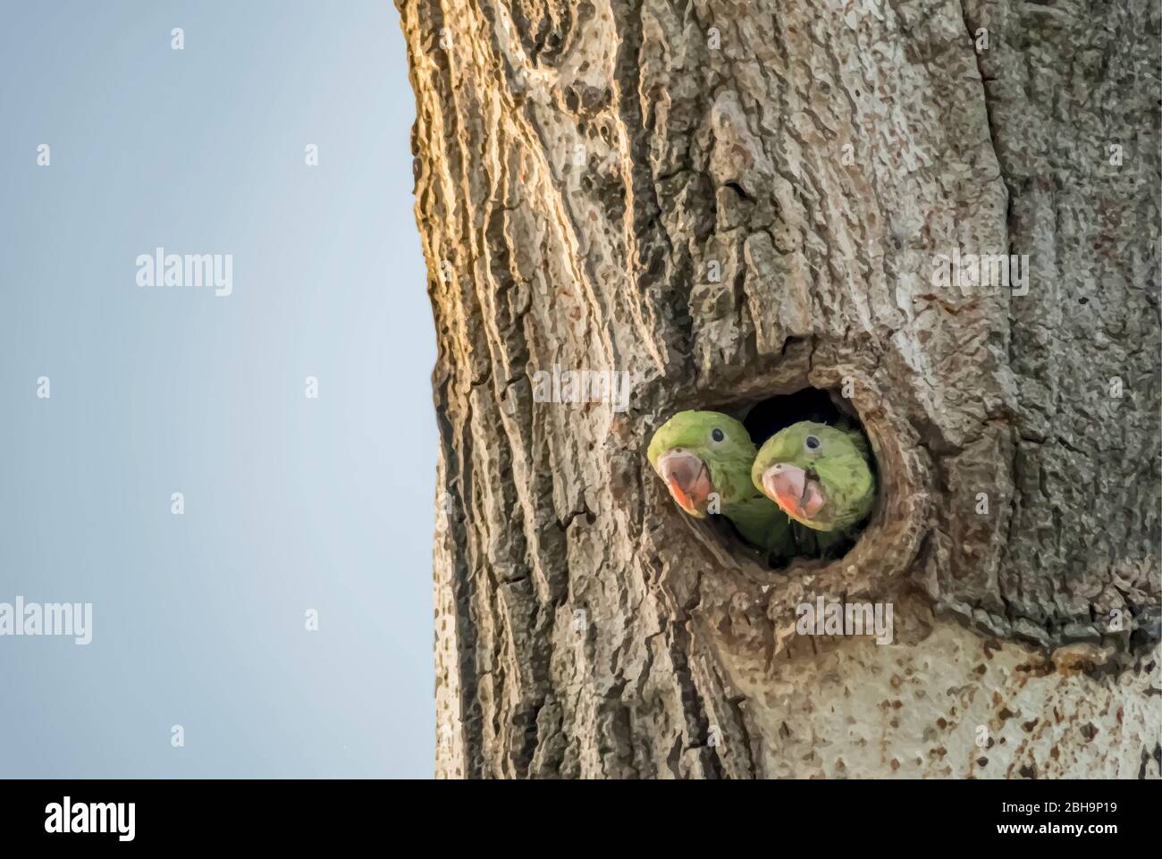 Photography of birds Stock Vector Images - Alamy