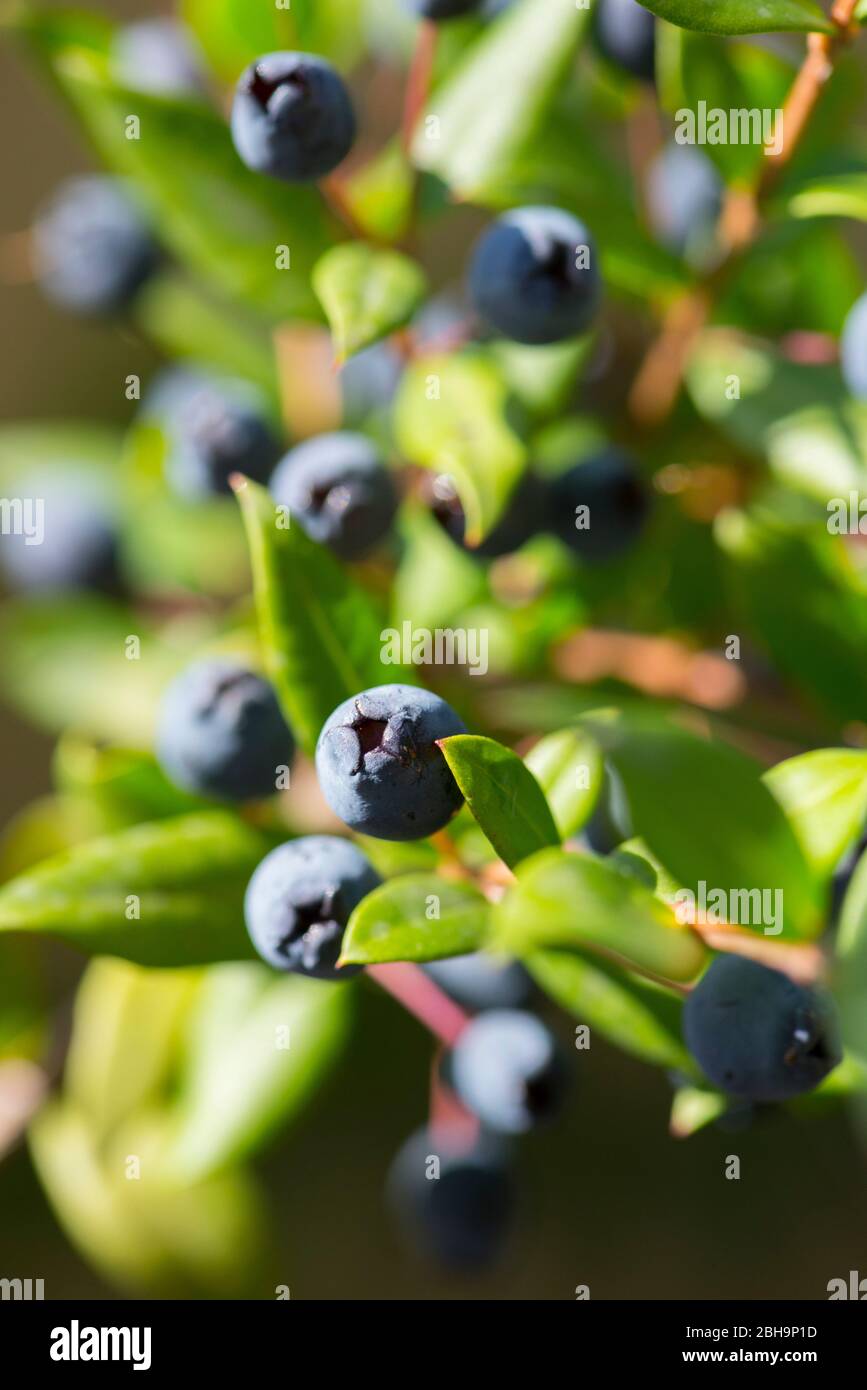 Italy, Mediterranean island of Sardinia (Sardegna), Barbagia, Mamoiada ...