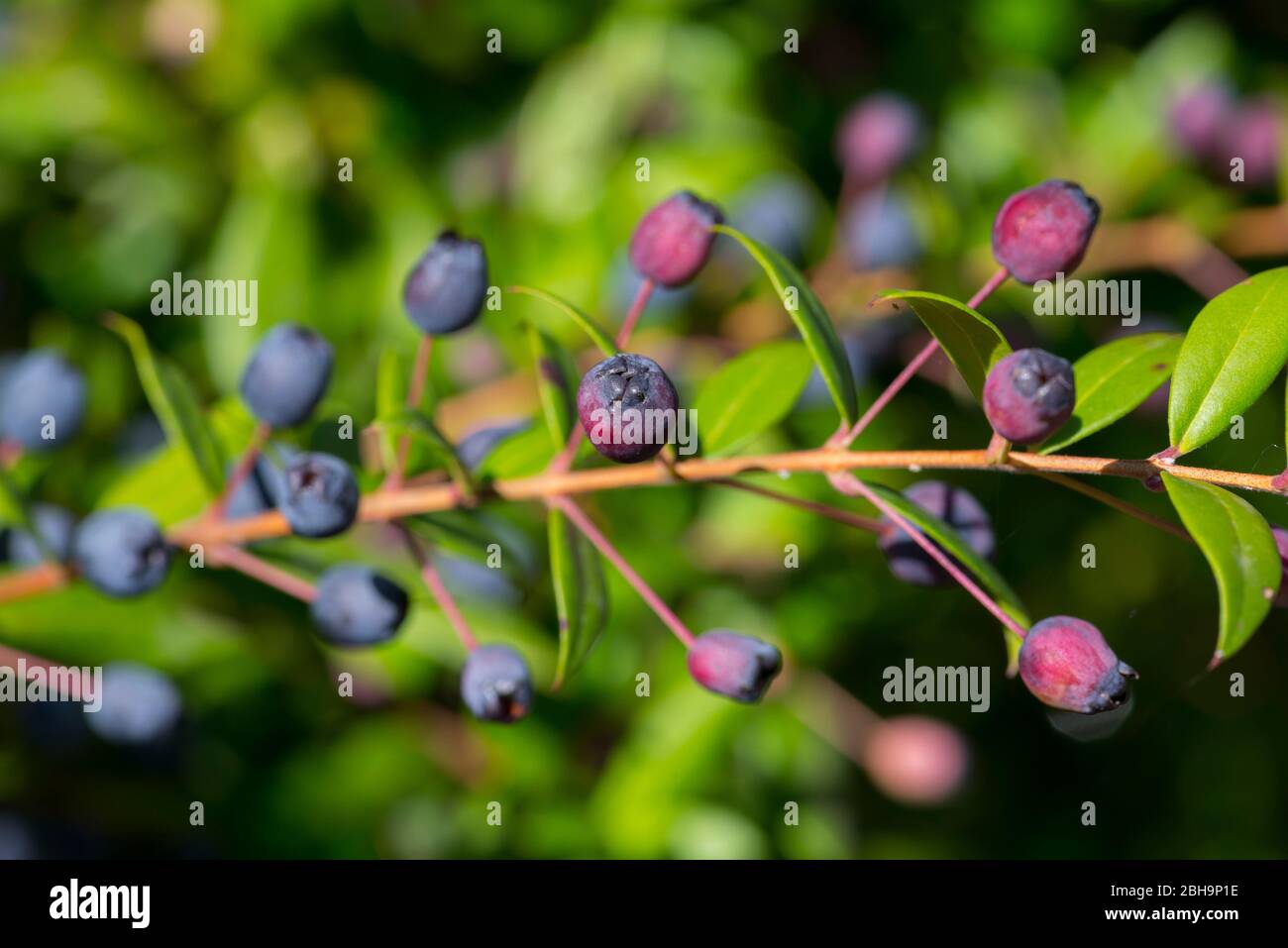 Barbagia sardinia hi-res stock photography and images - Alamy
