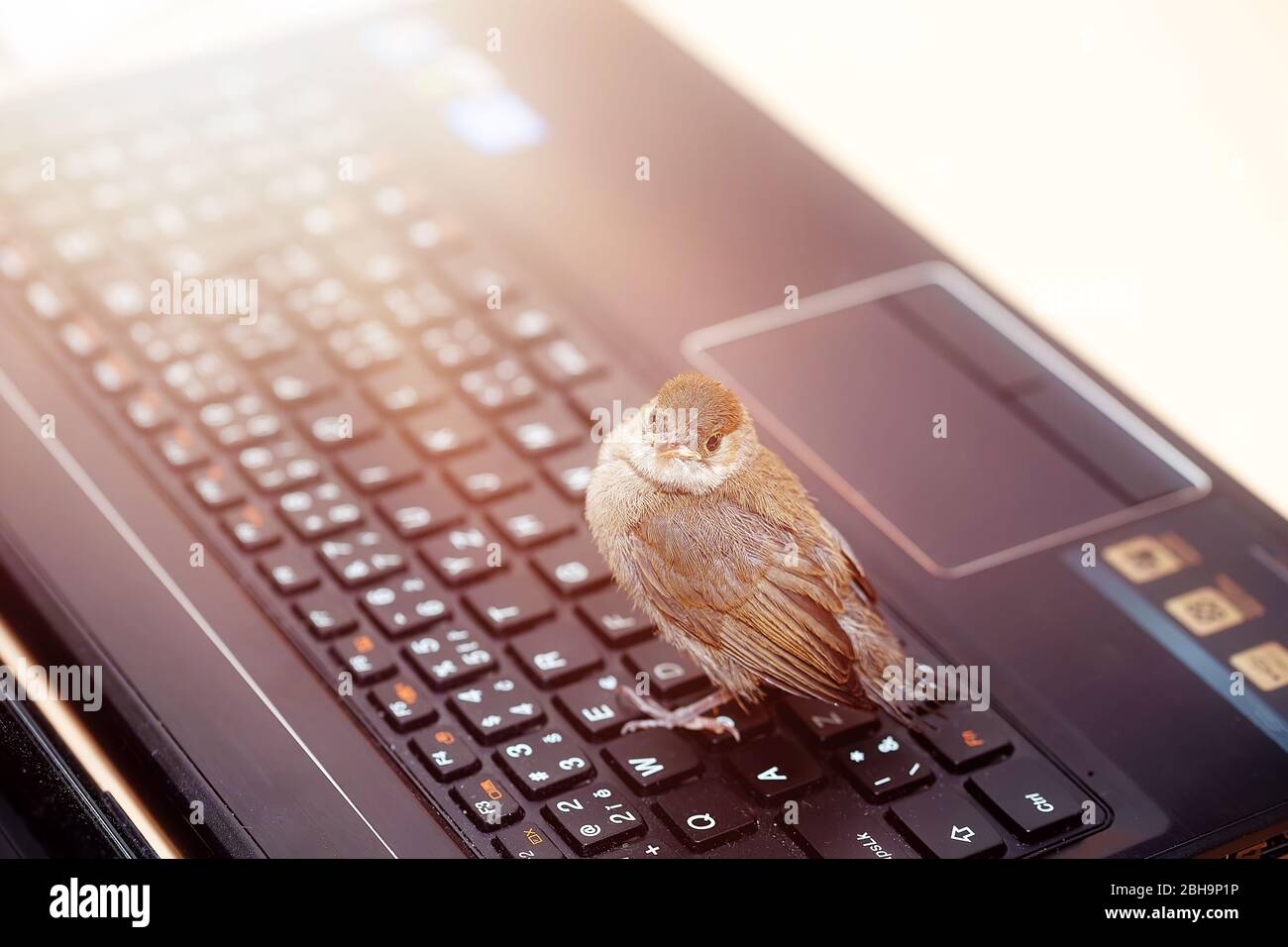 Laptop green screen on small hi-res stock photography and images - Alamy