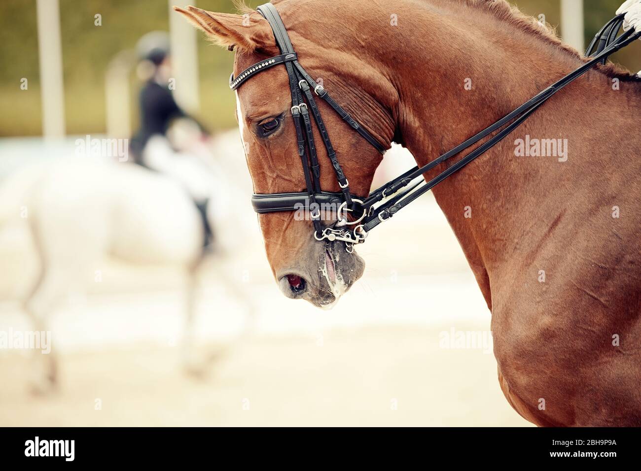 Equestrian sport. Portrait sports red stallion in the double bridle ...