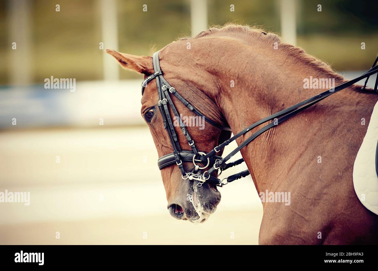 Double bridle bit hi-res stock photography and images - Alamy