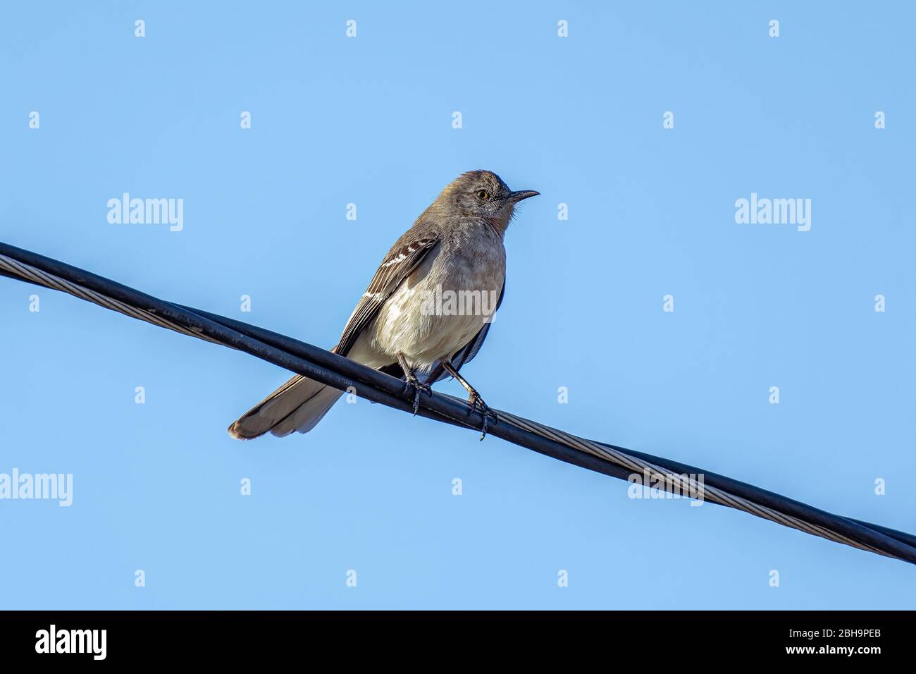 Northern Mockingbird Flight High Resolution Stock Photography and ...