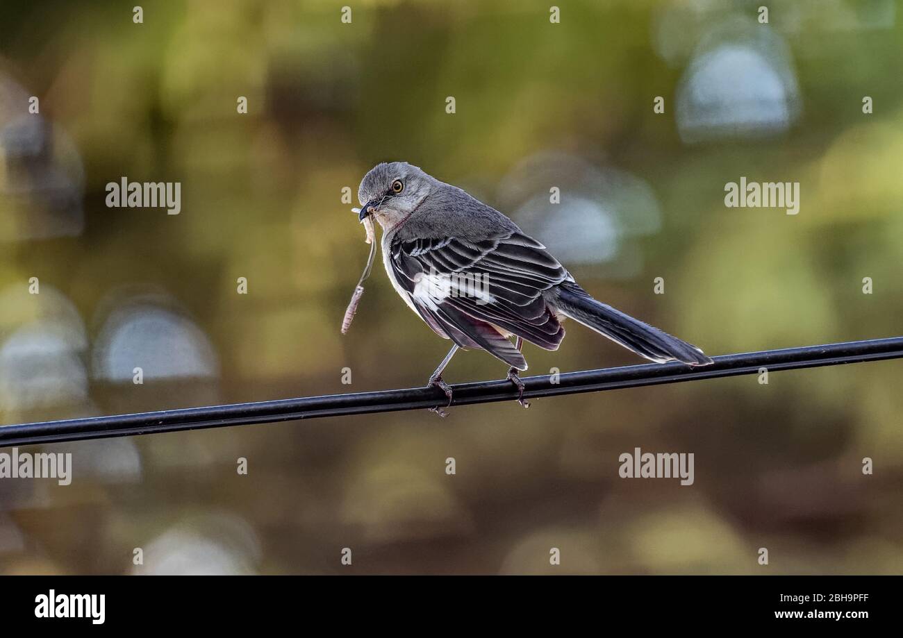 North american mockingbird in flight hi-res stock photography and ...